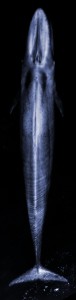 The Blue Whale – The Biggest Animal There Ever Was! « Big Animals