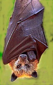 Giant Golden-Crowned Flying Fox « Big Animals